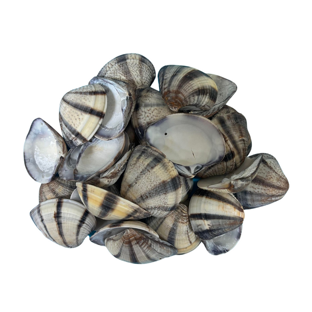 Clam | The Shell Connection