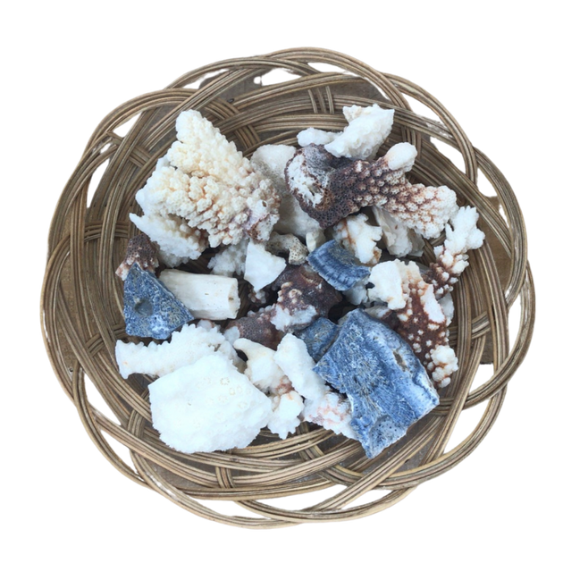 Coral | Broken Pieces | The Shell Connection