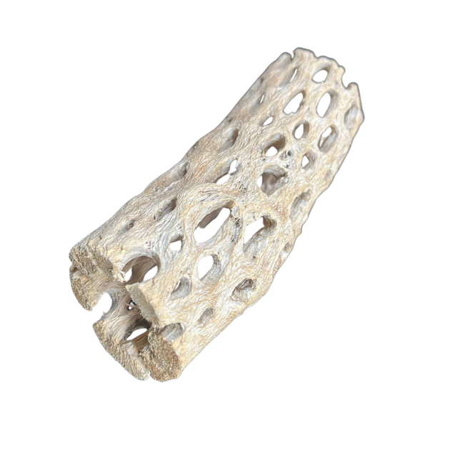 Cholla Wood | The Shell Connection