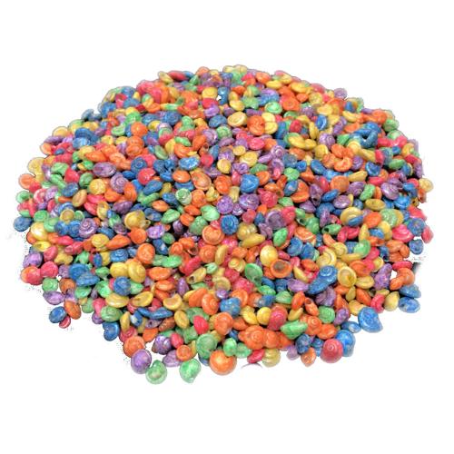 Dyed Shells | The Shell Connection