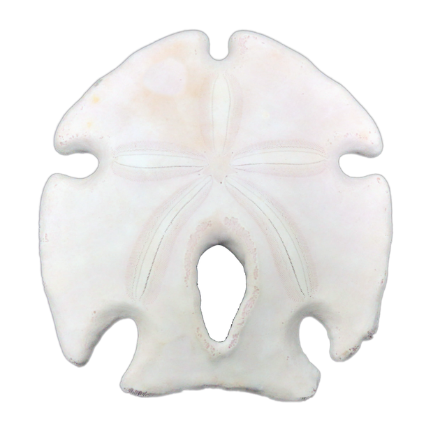 Sand Dollar | The Shell Connection
