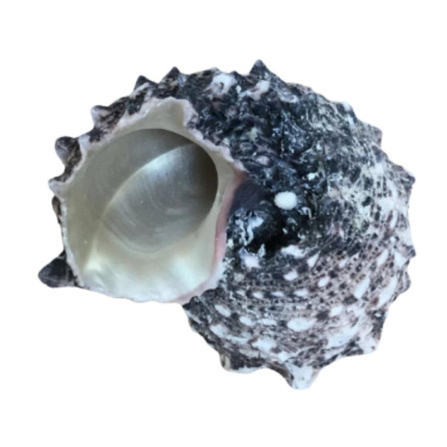 Hermie Shells | The Shell Connection