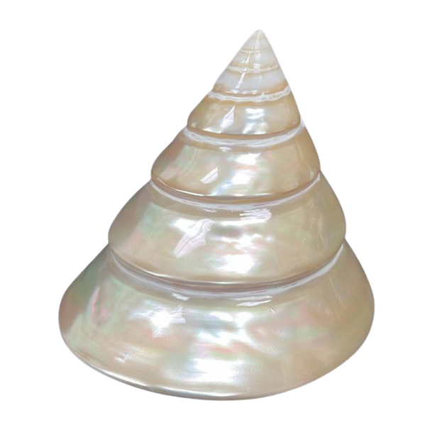 Polished | The Shell Connection