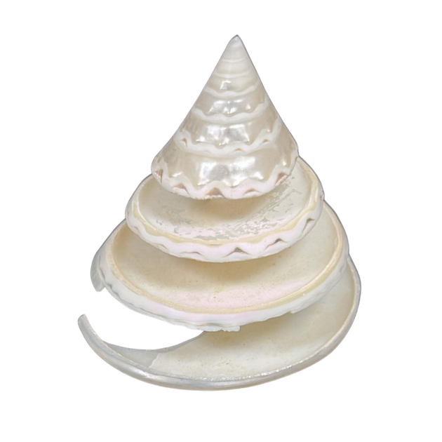 Pearlized | The Shell Connection