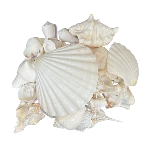 Mixes | The Shell Connection