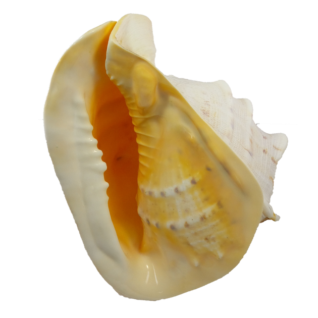 Helmet | The Shell Connection