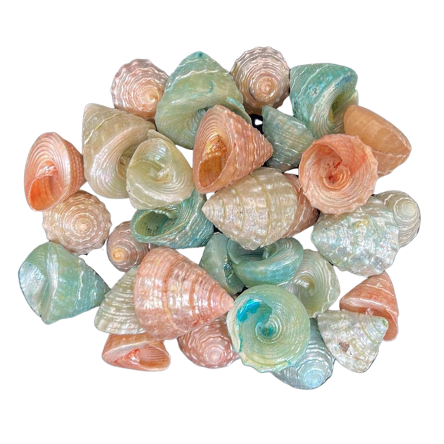 Tiny | Dyed | Pearlized | Pastel | Wavy Top | The Shell Connection