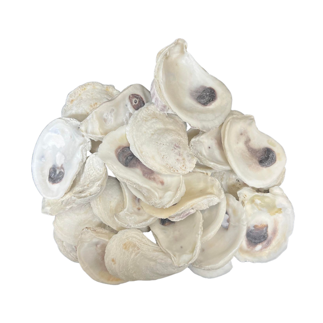 Oyster Shells | Cupped | The Shell Connection