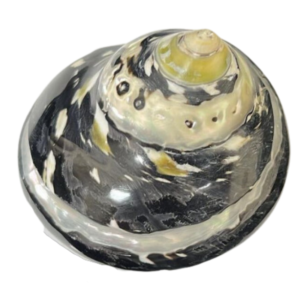 Spiral Polished Line | Magpie | Turbo | The Shell Connection