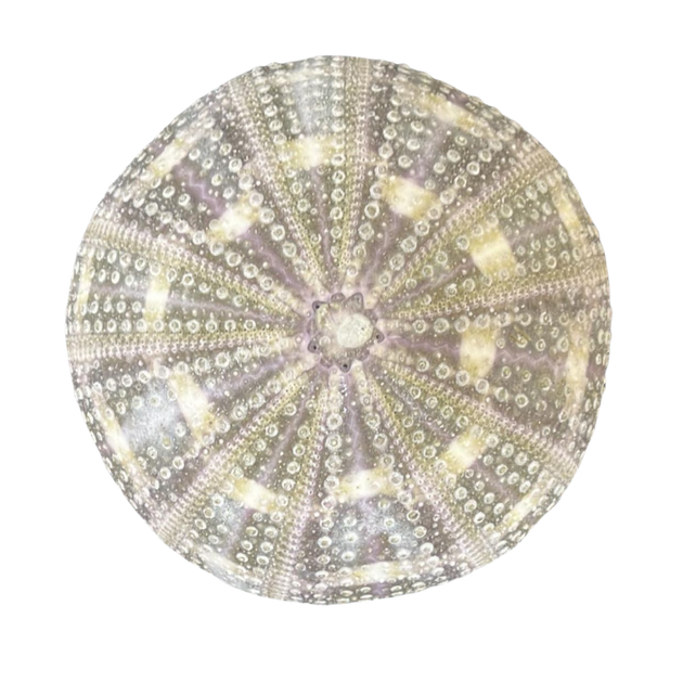 Alfonso | Urchin | The Shell Connection