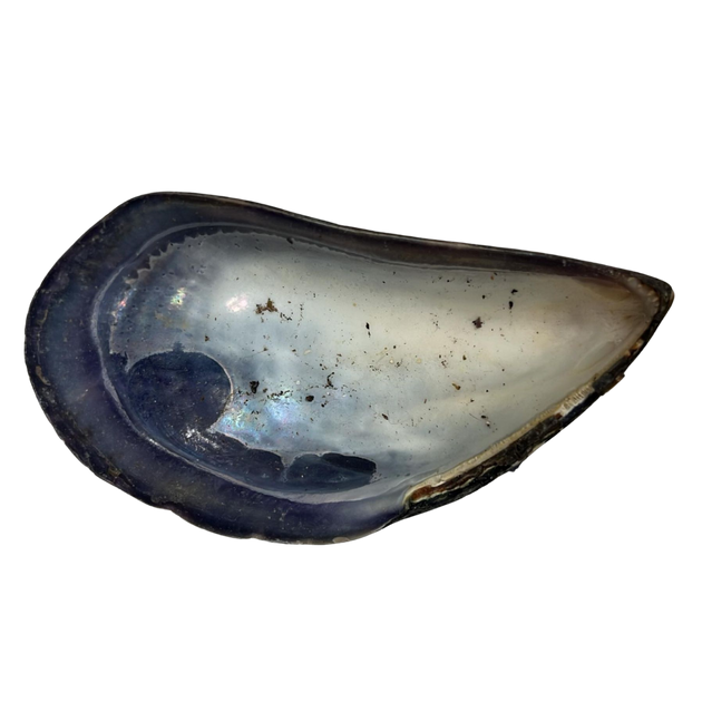 Black | Mussel | The Shell Connection