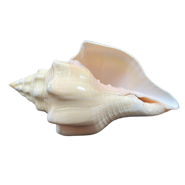 Polished | Chank | The Shell Connection