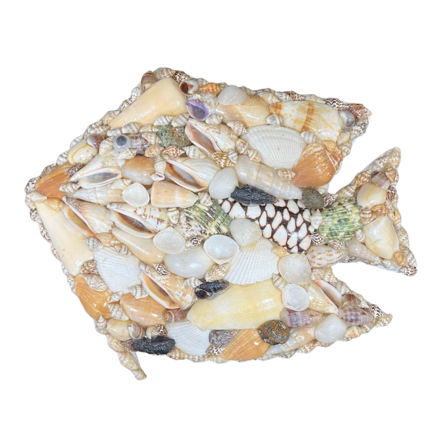 Wall | Fish | Assorted Shells | Novelty | The Shell Connection