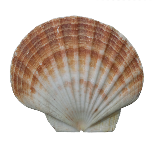 Irish | Flat | The Shell Connection