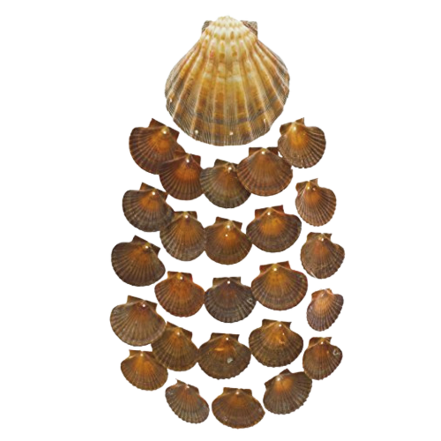 Lion's Paw | Seashells | Windchime | The Shell Connection