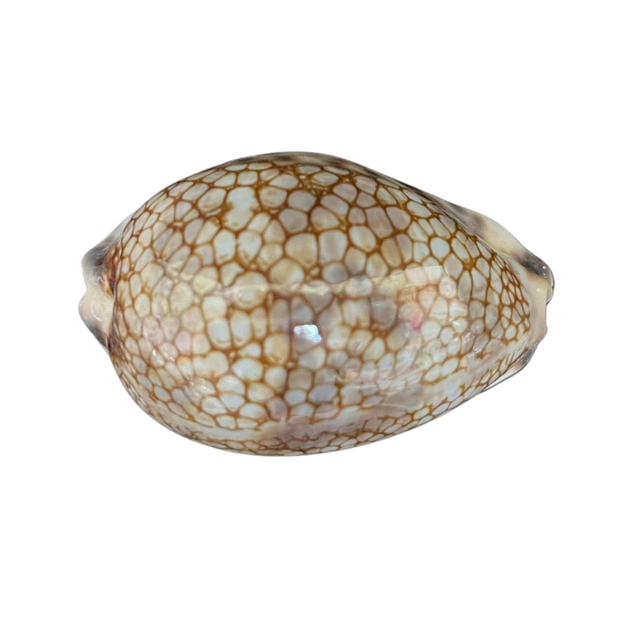 Map | Cowrie | The Shell Connection