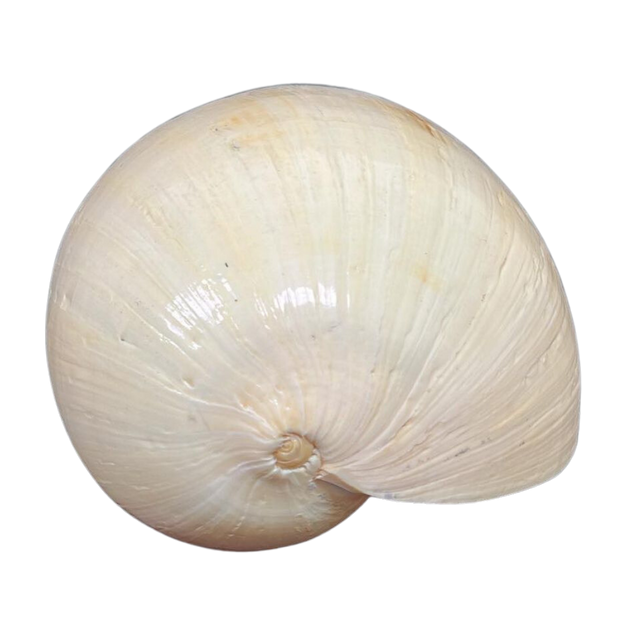 Melo | Melo | The Shell Connection