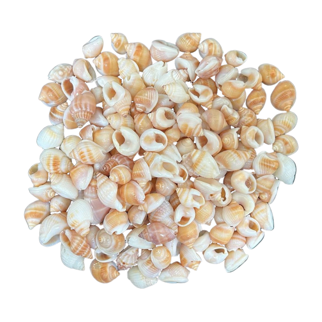 Orange | Nassa | The Shell Connection