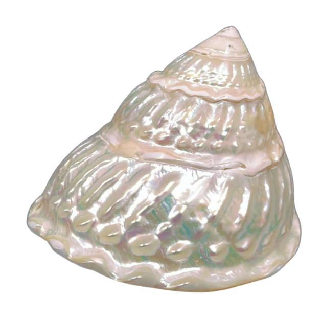 Pearlized | Wavy Top | The Shell Connection