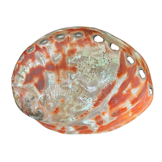 Red | Polished | Abalone | The Shell Connection