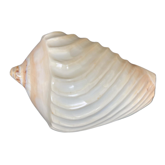 Polished | Carved | Voluta Nobilis | The Shell Connection