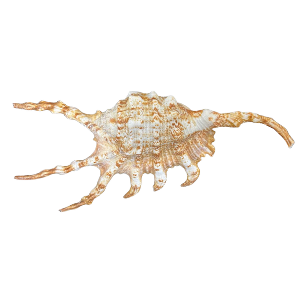 scorpion conch
