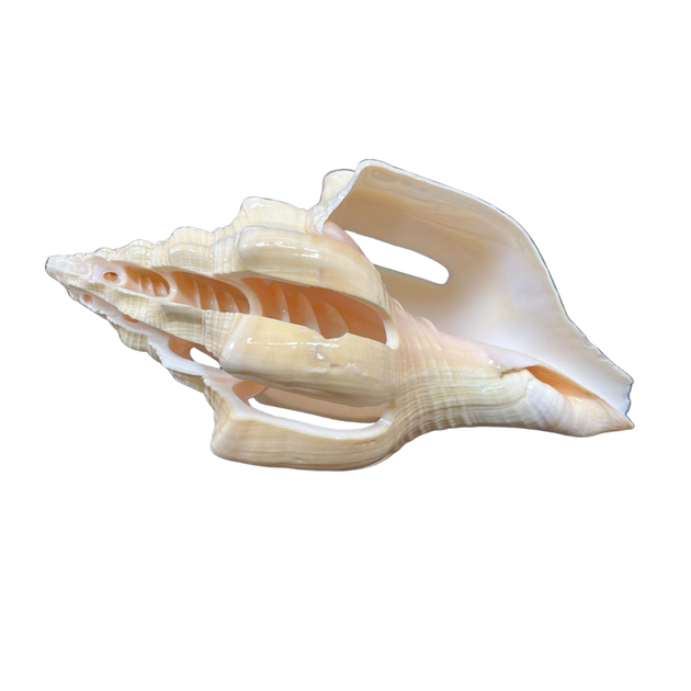 Spiral Cut | Polished | Chank | The Shell Connection