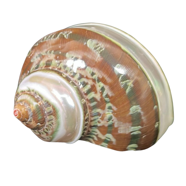 Tapestry | Spiral Polished Line | Turbo | The Shell Connection