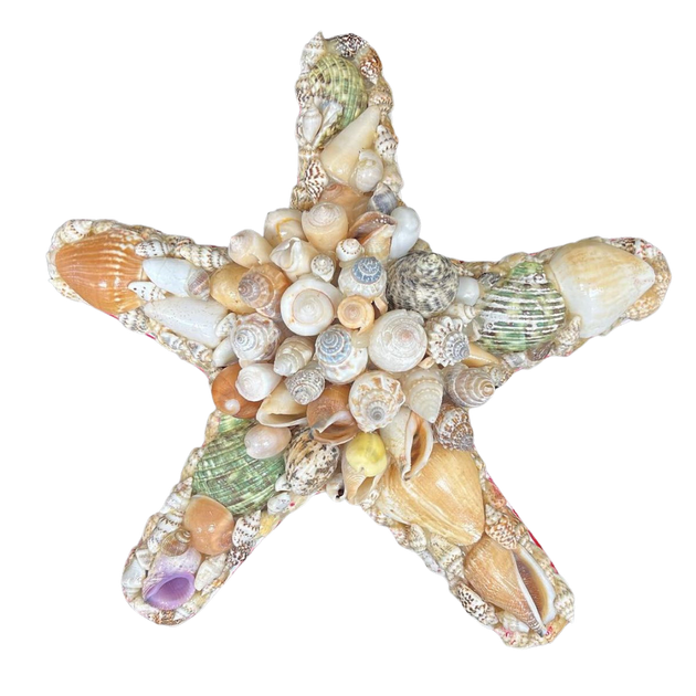 Wall | Starfish | Assorted Shells | Novelty | The Shell Connection