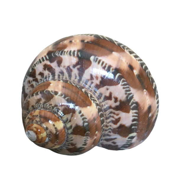 Polished | Tapestry | Turbo | The Shell Connection