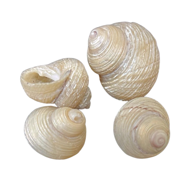 Tiny | Pearlized | Turbo | The Shell Connection