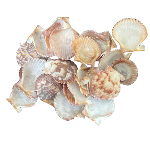 Tiny | Caribbean Pecten | The Shell Connection