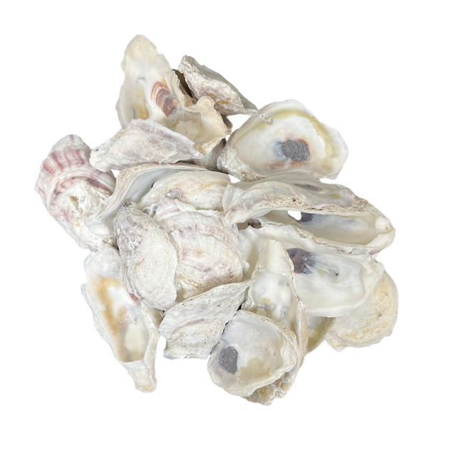 Ugly Oyster Shells | Cheaper | 5 Pounds | The Shell Connection