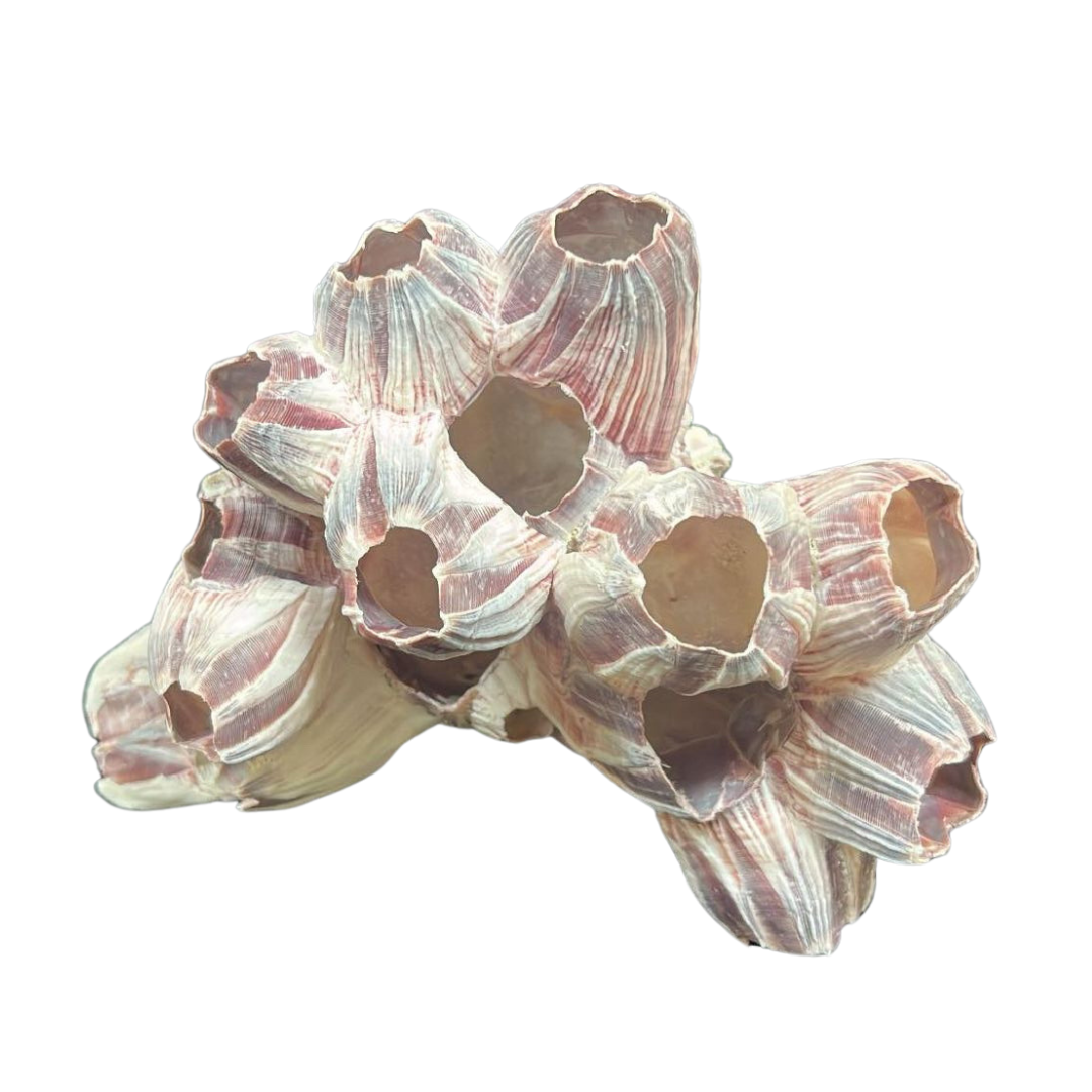 Sea Hearts | Sea Beans | The Shell Connection