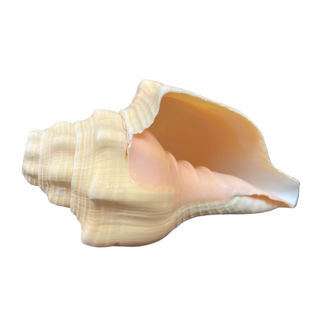 The Shell Connection | The Shell Connection