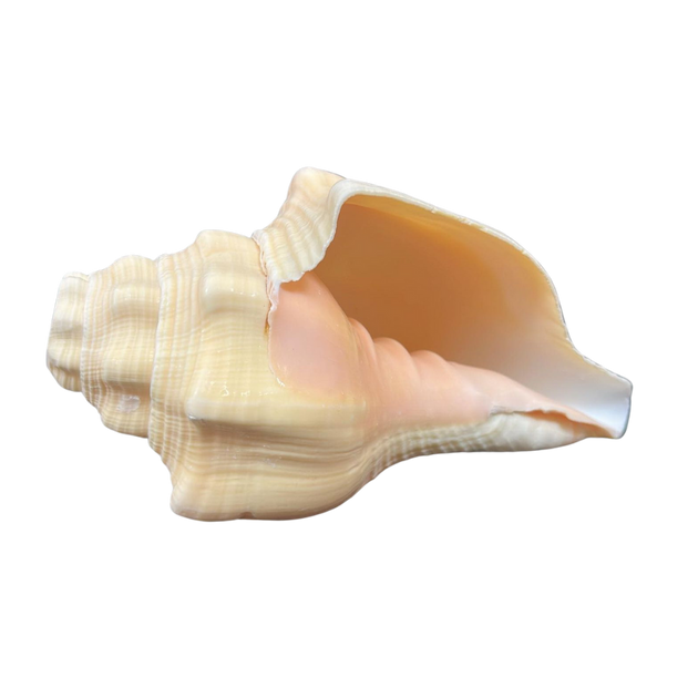 Shell Horns | The Shell Connection