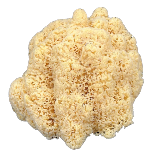 Sea Sponge | The Shell Connection