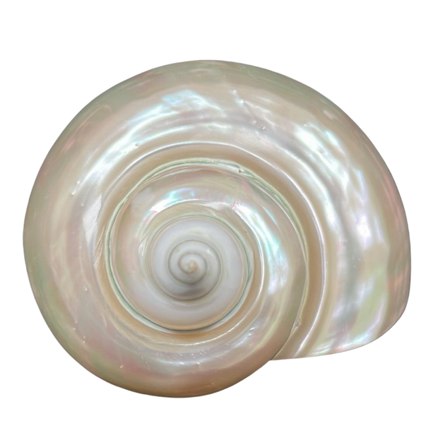 Wedding | The Shell Connection