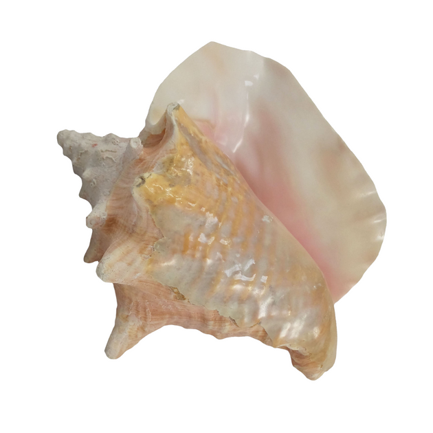 Conch | The Shell Connection