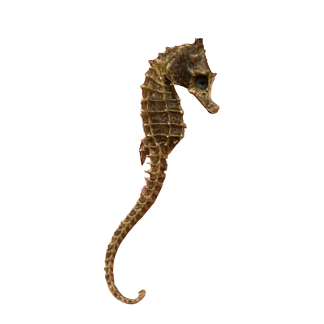 Seahorse | The Shell Connection
