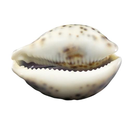 Cowries | The Shell Connection