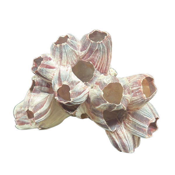 Barnacle Shells Acorn Barnacle | University Of Puget Sound