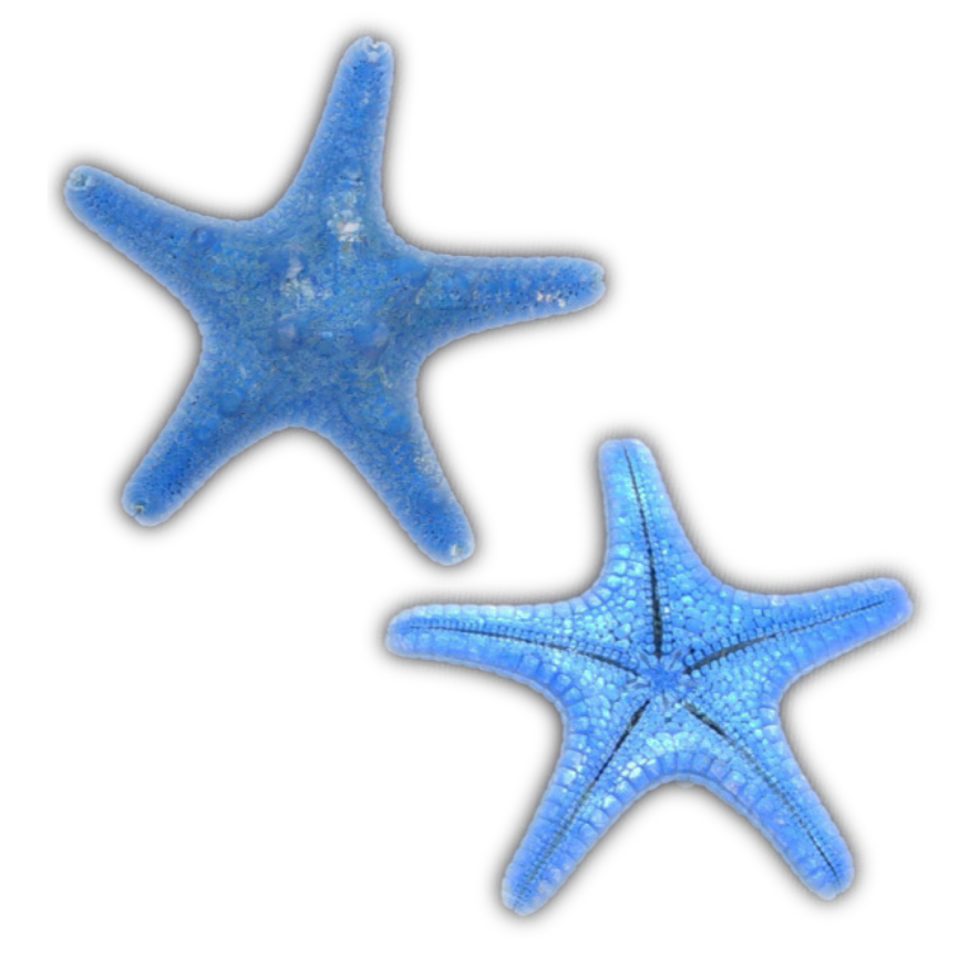 Blue | Armoured | Knobby | Dyed Starfish | The Shell Connection