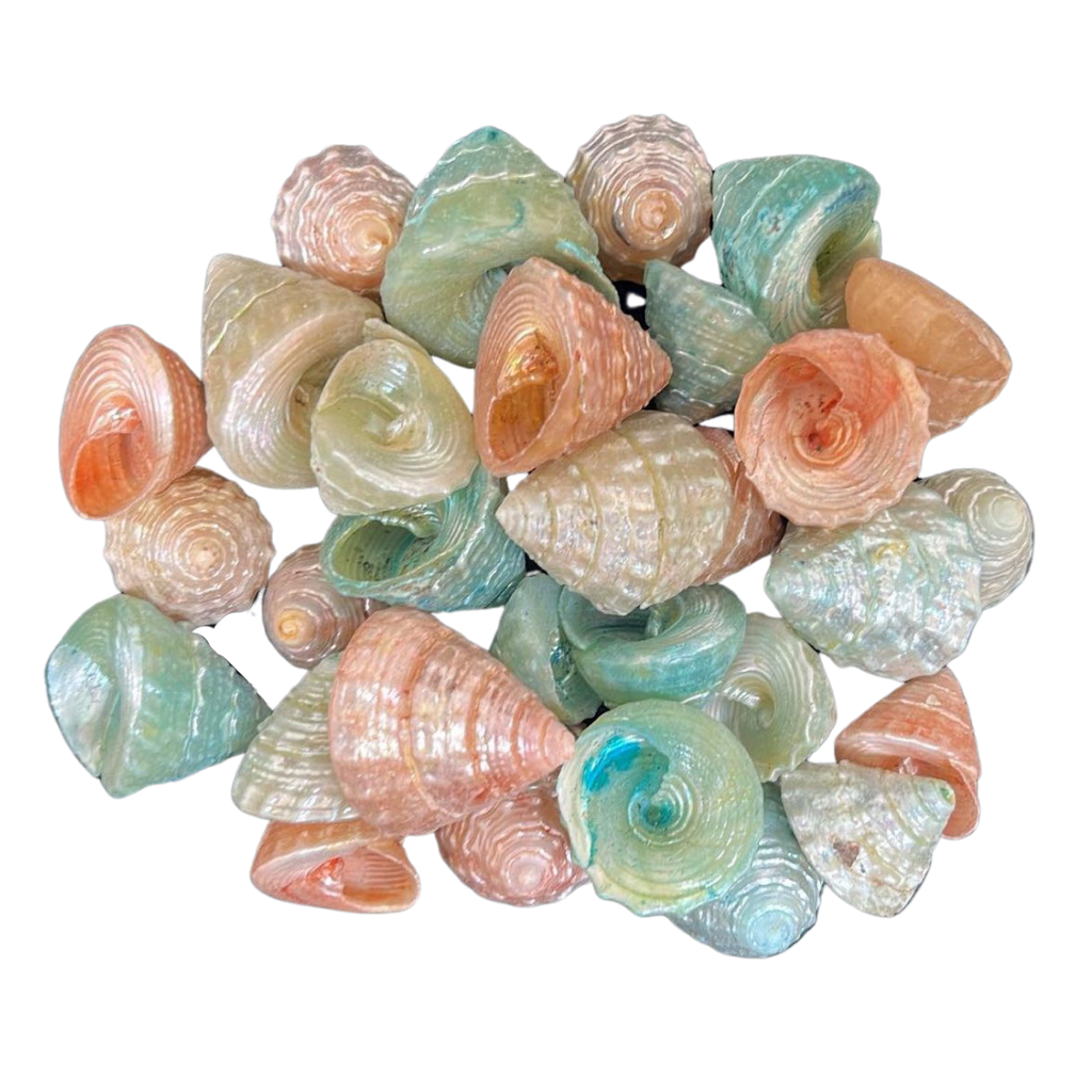 Tiny | Dyed | Pearlized | Pastel | Wavy Top | The Shell Connection