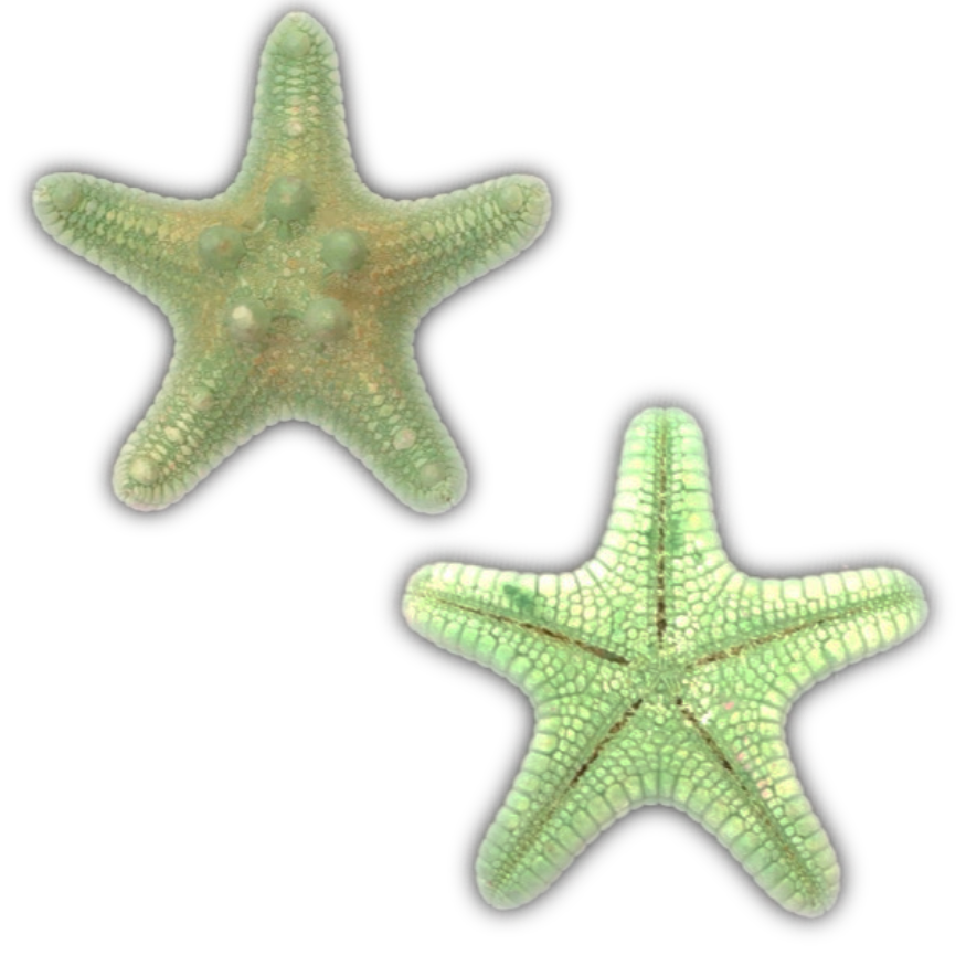 Green | Armoured | Knobby | Dyed Starfish | The Shell Connection