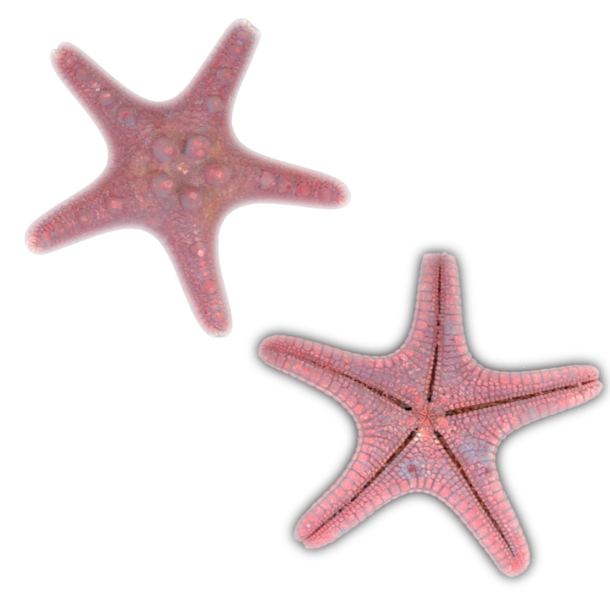 Purple | Armoured | Knobby | Dyed Starfish | The Shell Connection