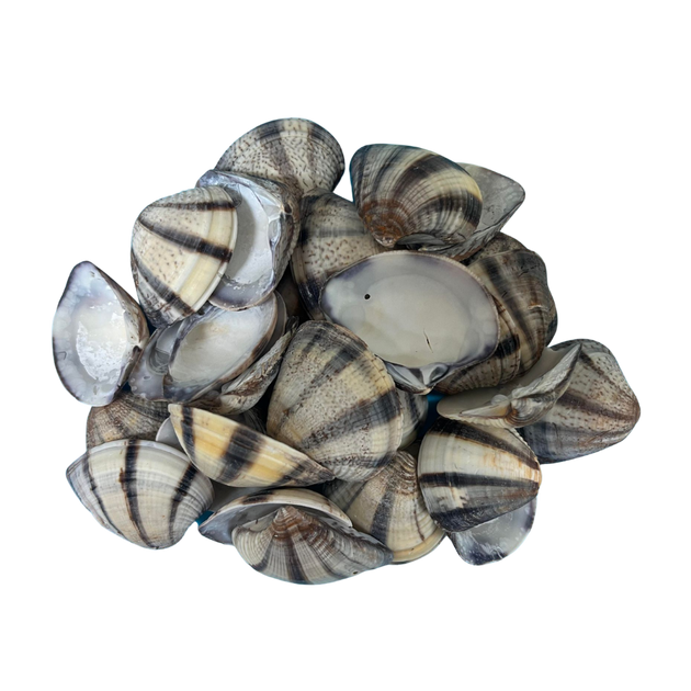 3 Striped Clam | The Shell Connection