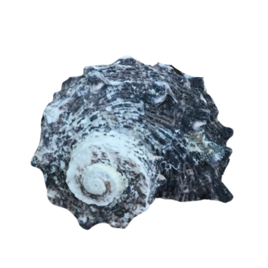 Angaria Delphinus | The Shell Connection