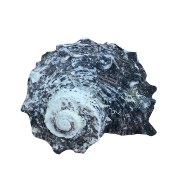 Angaria Delphinus | The Shell Connection