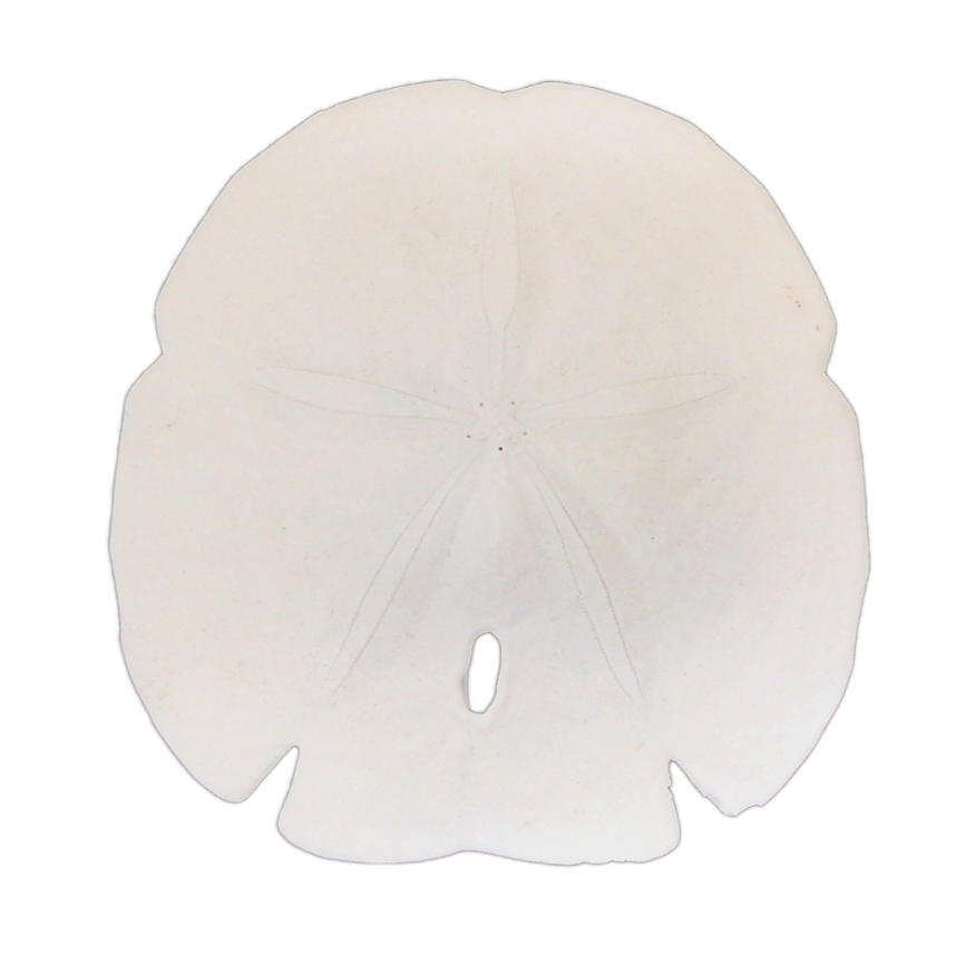 Arrowhead | Sand Dollar | The Shell Connection